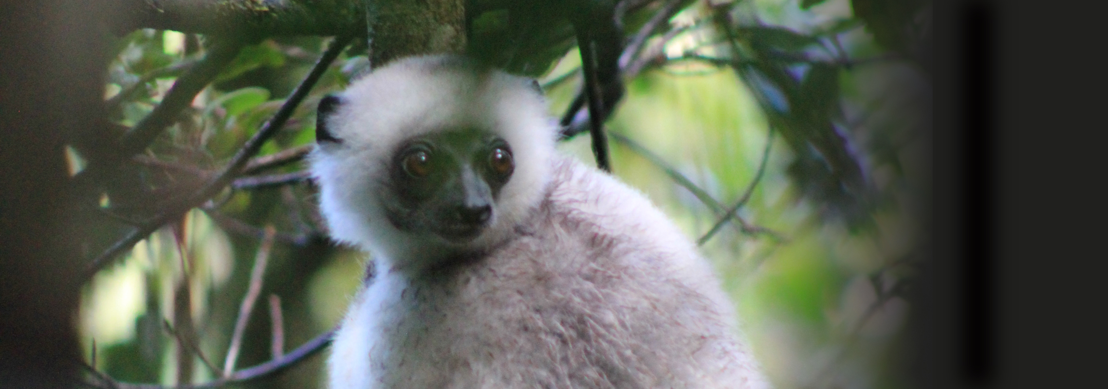 Makira Rainforest Conservation | Cool Effect