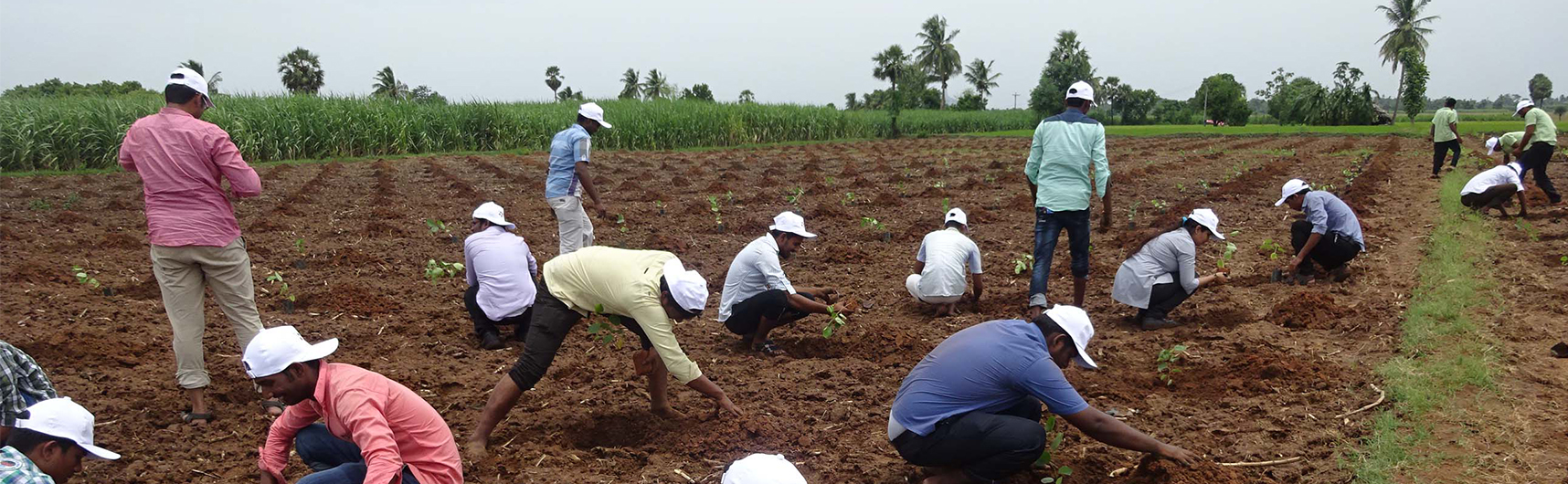 The Giving Trees | Cool Effect