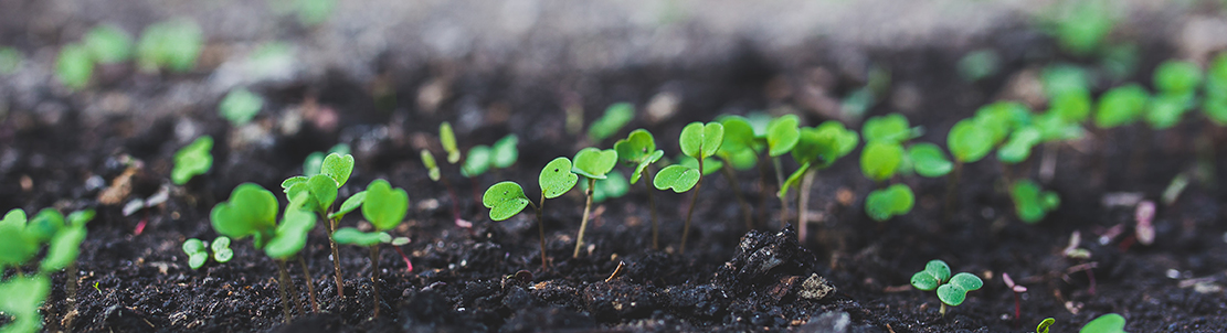 Creative Climate Change Solutions for the 21st Century | Cool Effect