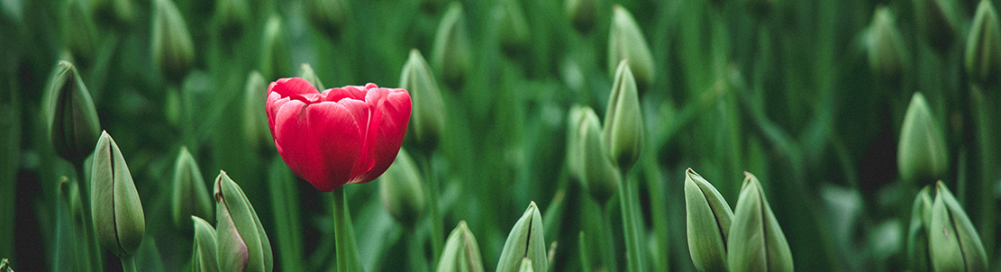 The Importance of Environmental Sustainability | Cool Effect