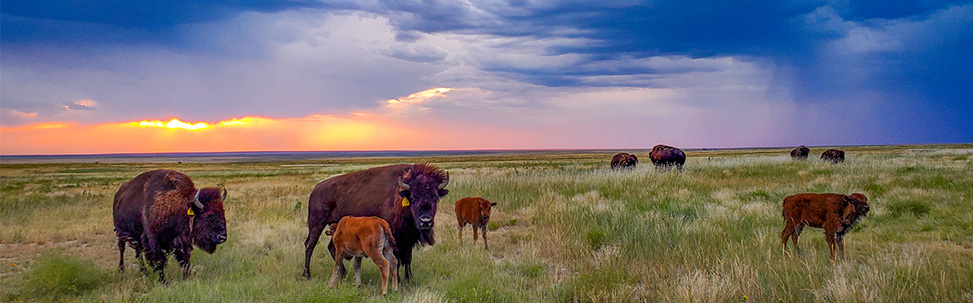 Where the Buffalo Roam | Cool Effect