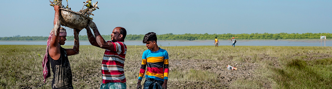 Sundarbans Mangrove Restoration | Cool Effect