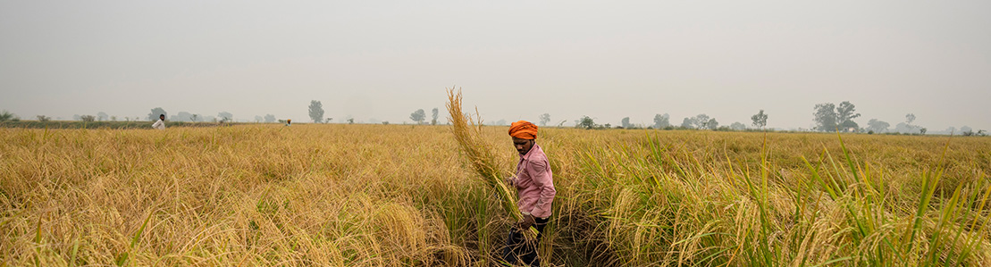 Fertile Ground | Cool Effect